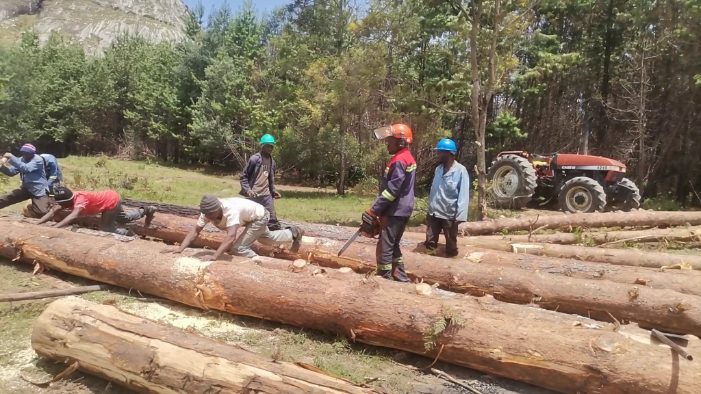 The Team – Timber and Construction Company Africa